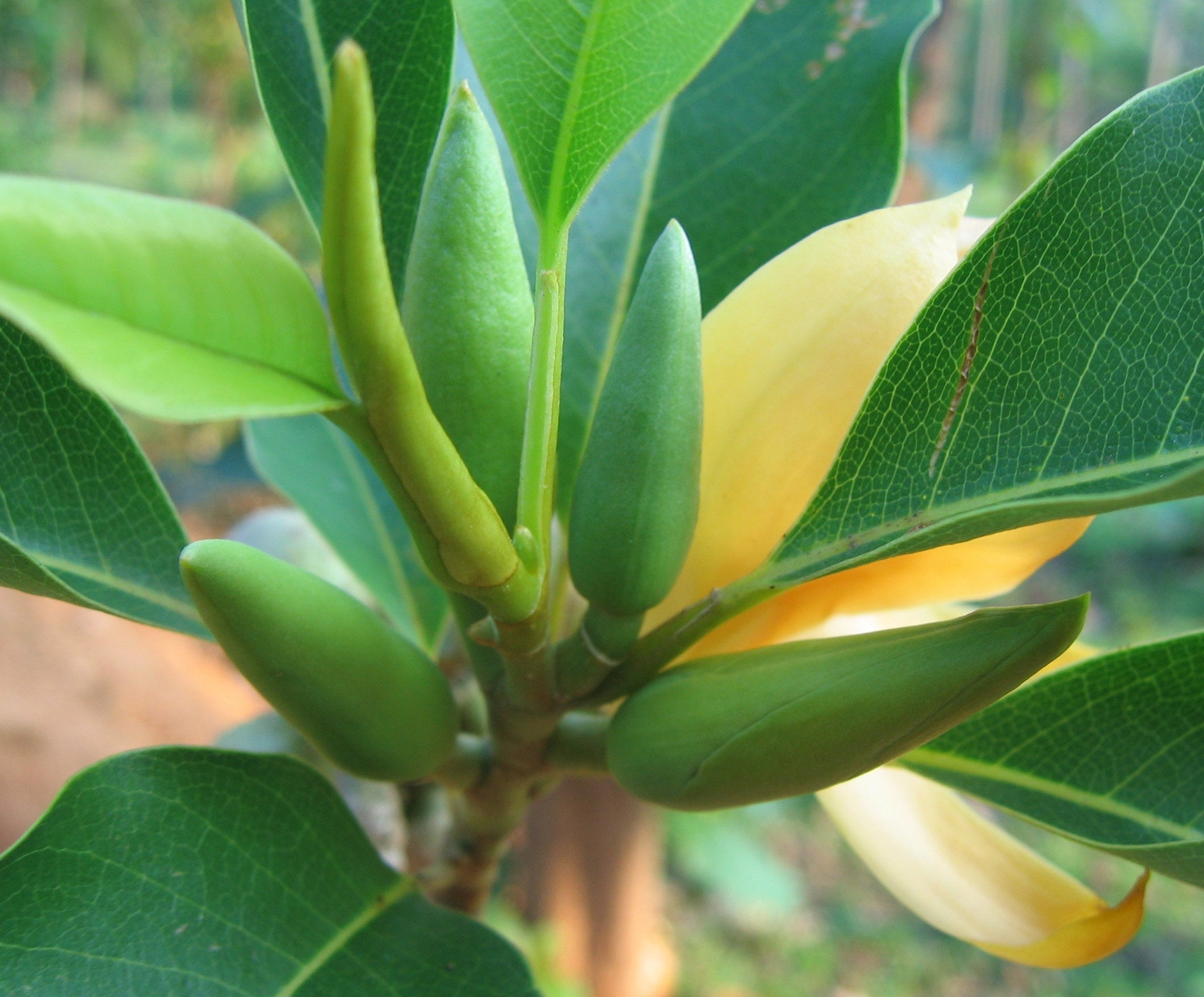 Magnolia Champaca Michelia Champaca Joy Perfume Tree Seeds - Etsy Australia