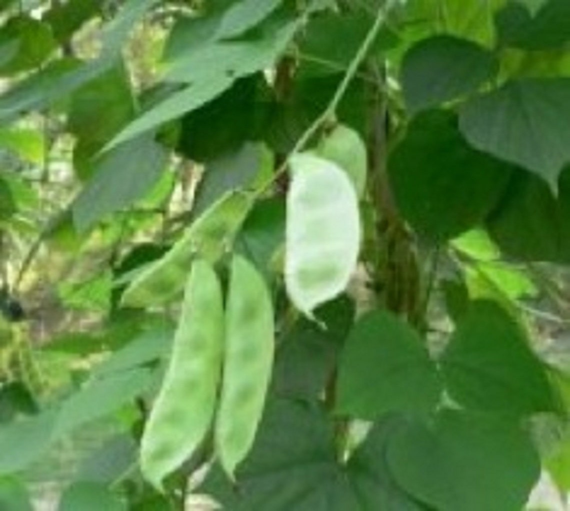 Green Hyacinth Bean Lablab Purpureus Bonavist Dolichos | Etsy Canada