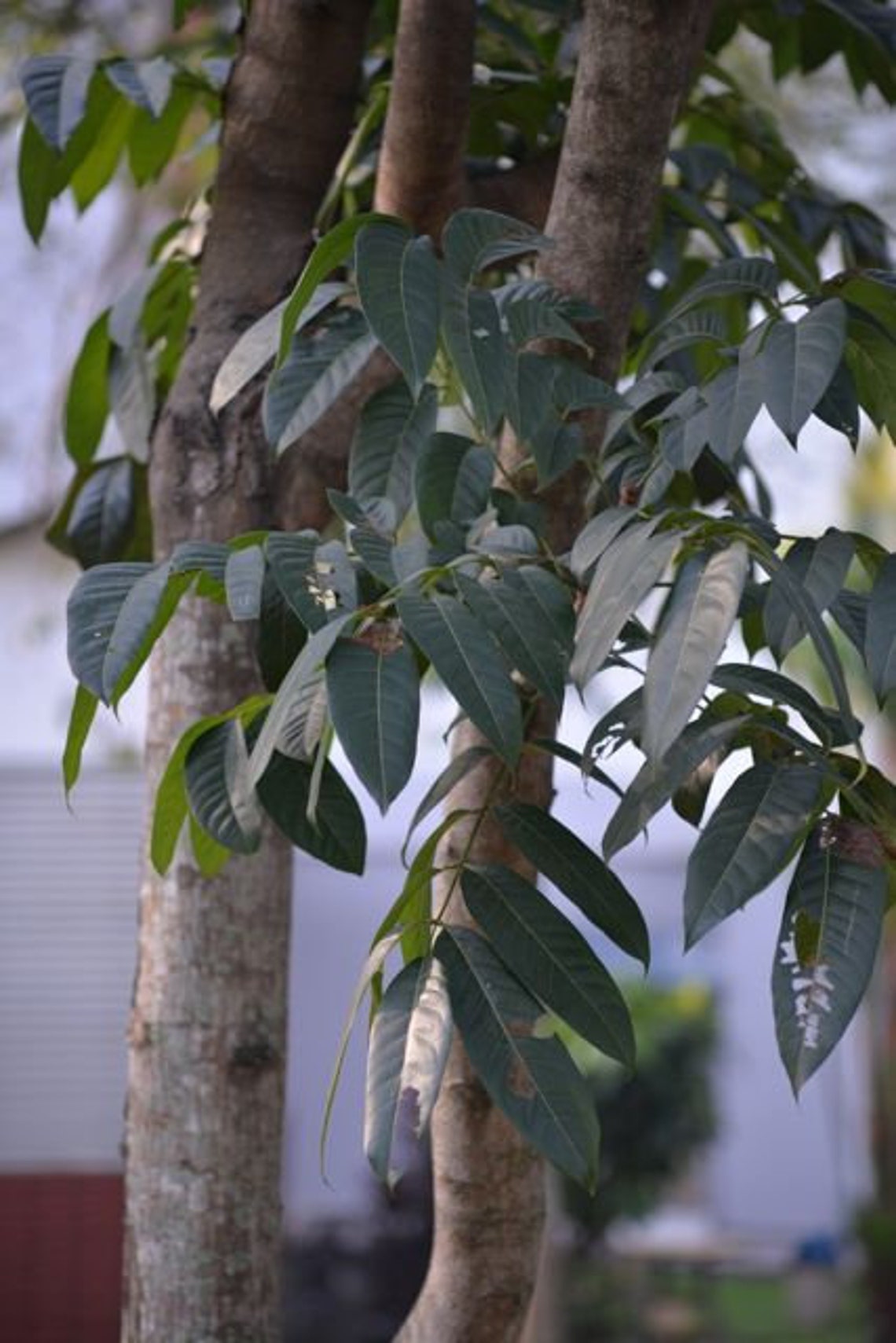 Honduran Mahogany Tree Seeds Swietenia Plant Seed Mahogany | Etsy