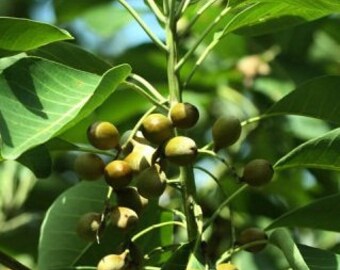 Nut Tree Seeds | Etsy