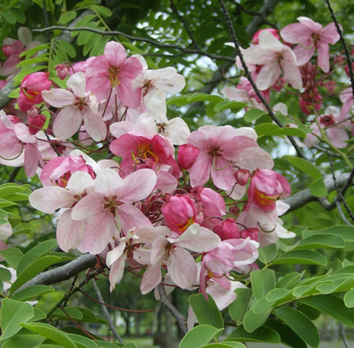 Cassia Nodosa Tree Seed Cassia Tree Seeds Pink Shower Tree | Etsy