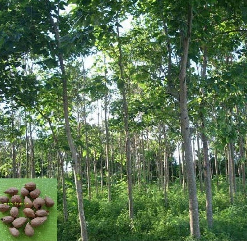 Gmelina Arborea Tree Seed Goomar Teak Malay Beechwood | Etsy