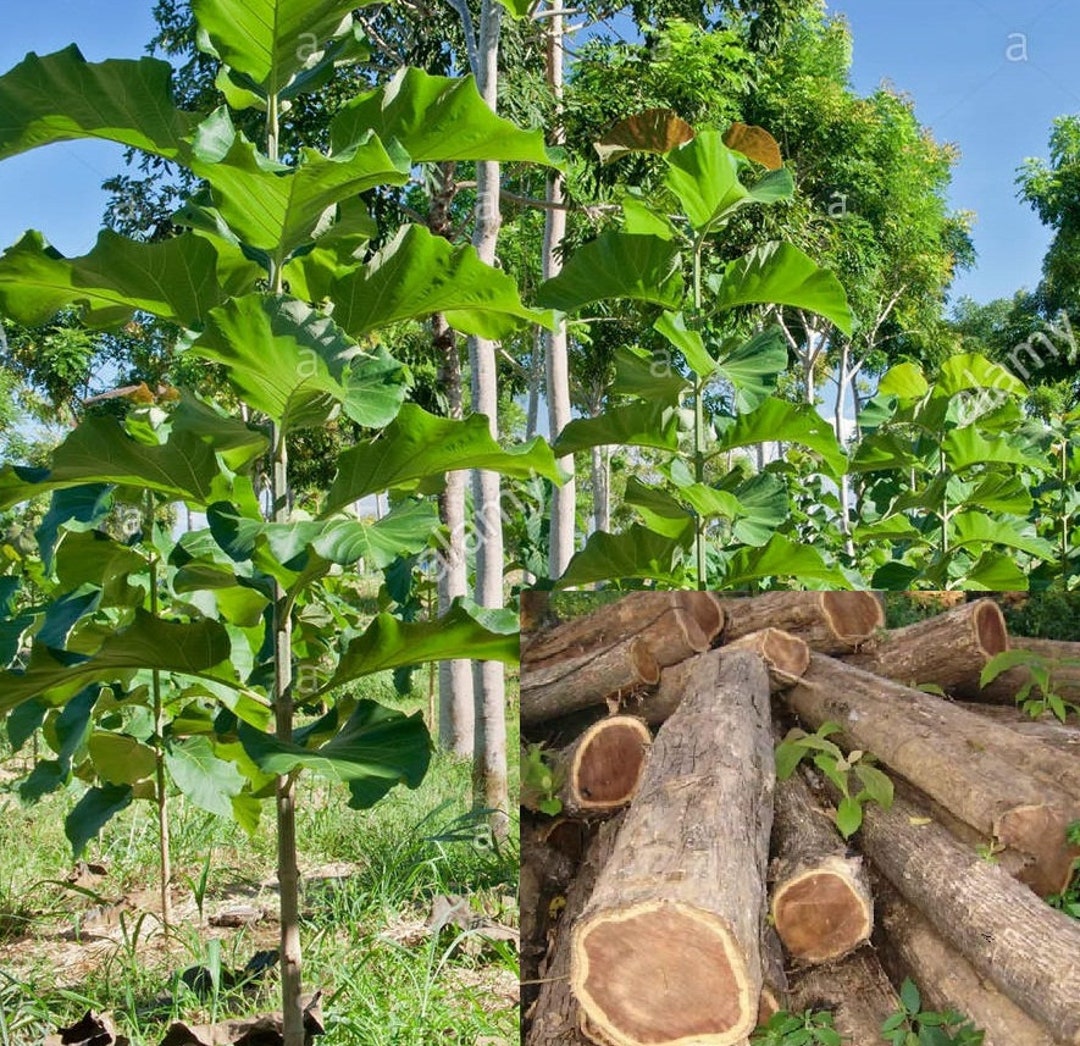 Indian Teak Wood Tree Seed Tectona Grandis Tree Burmese Etsy Ireland indian-teak-wood-tree-seed-tectona-grandis-tree-burmese-etsy-ireland