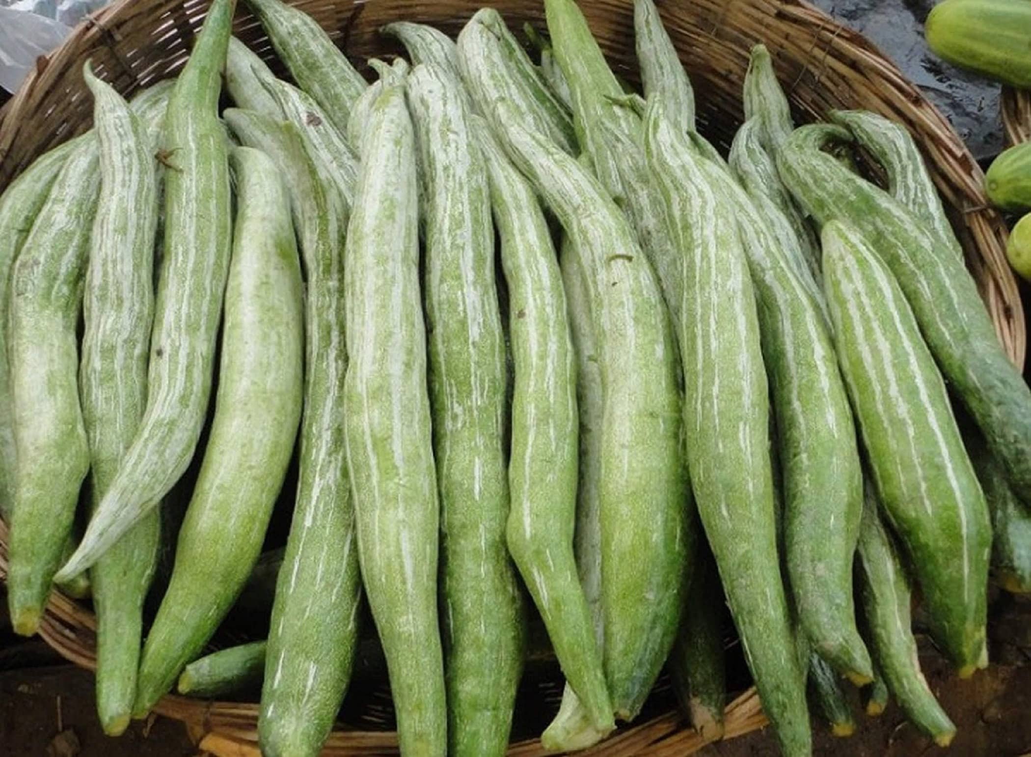 High Yield Snake Gourd Seeds Trichosanthes Cucumerina - Etsy UK