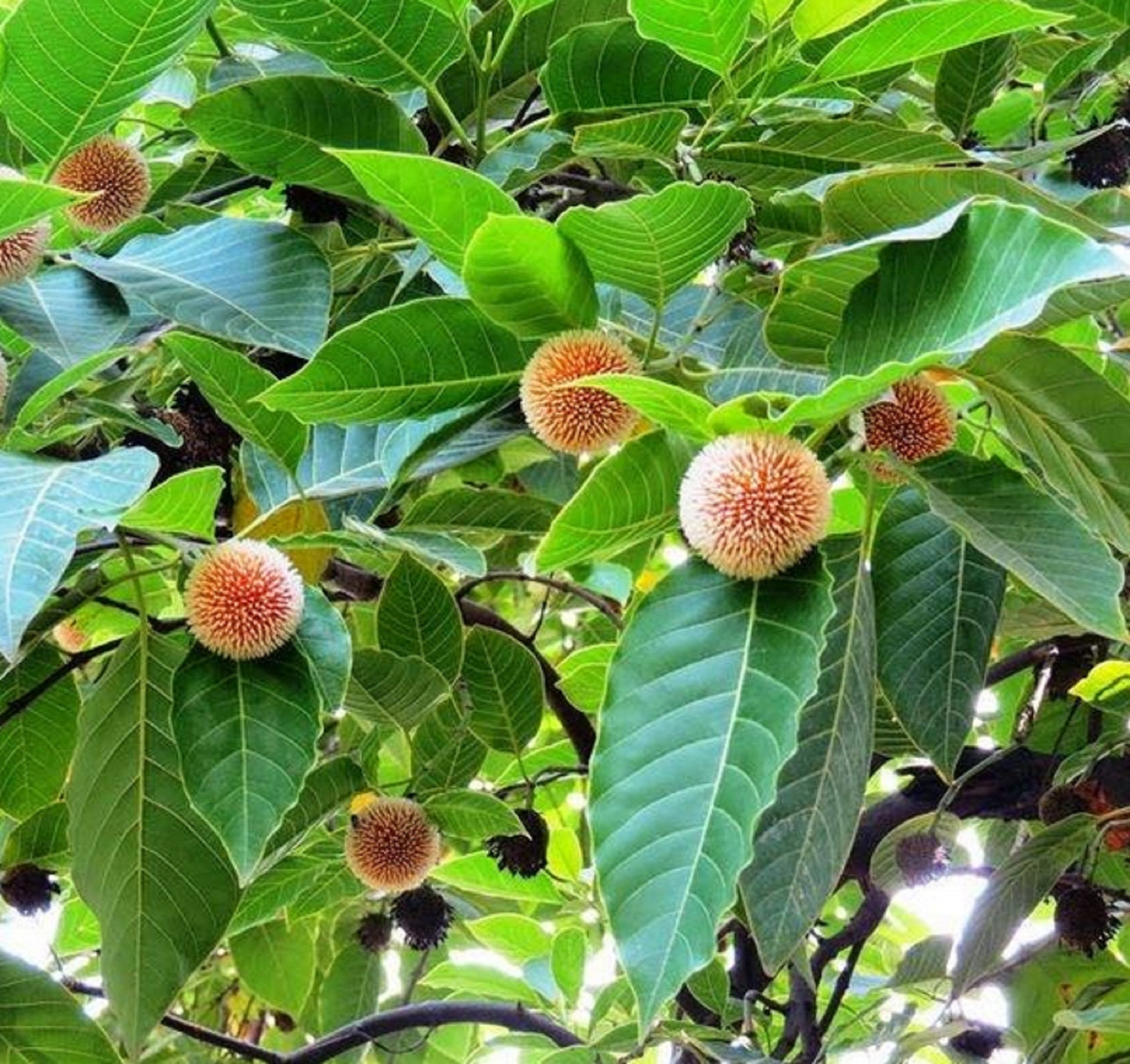 Kadam Tree Seed Neolamarckia Cadamba Tree Burflower Tree | Etsy