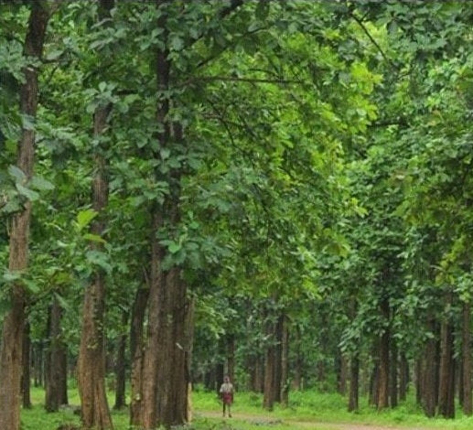 Indian Teak Wood Tree Seed Tectona Grandis Tree Burmese - Etsy Singapore