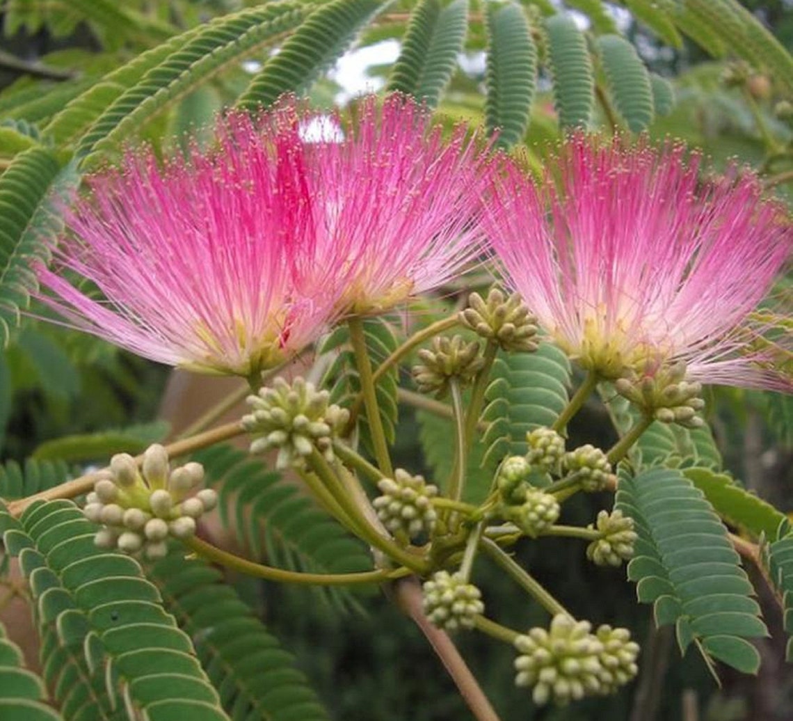 Albizia Procera Tree Seed Forest Siris Silver Bark Rain | Etsy