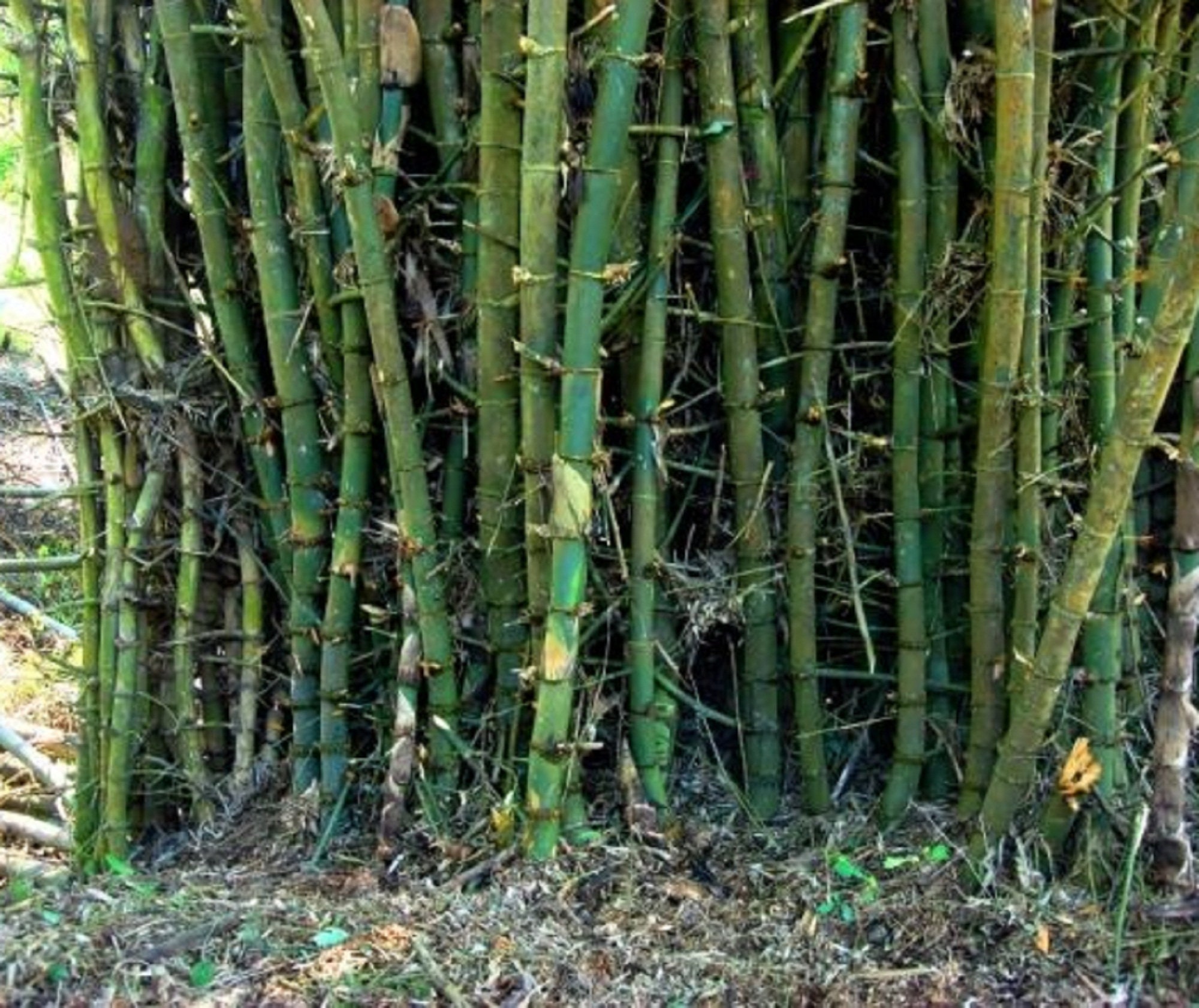 25 Seeds Of Fargesia Guinzhou,,Red,Bamboo Red Bamboo,Non-Invasive ...