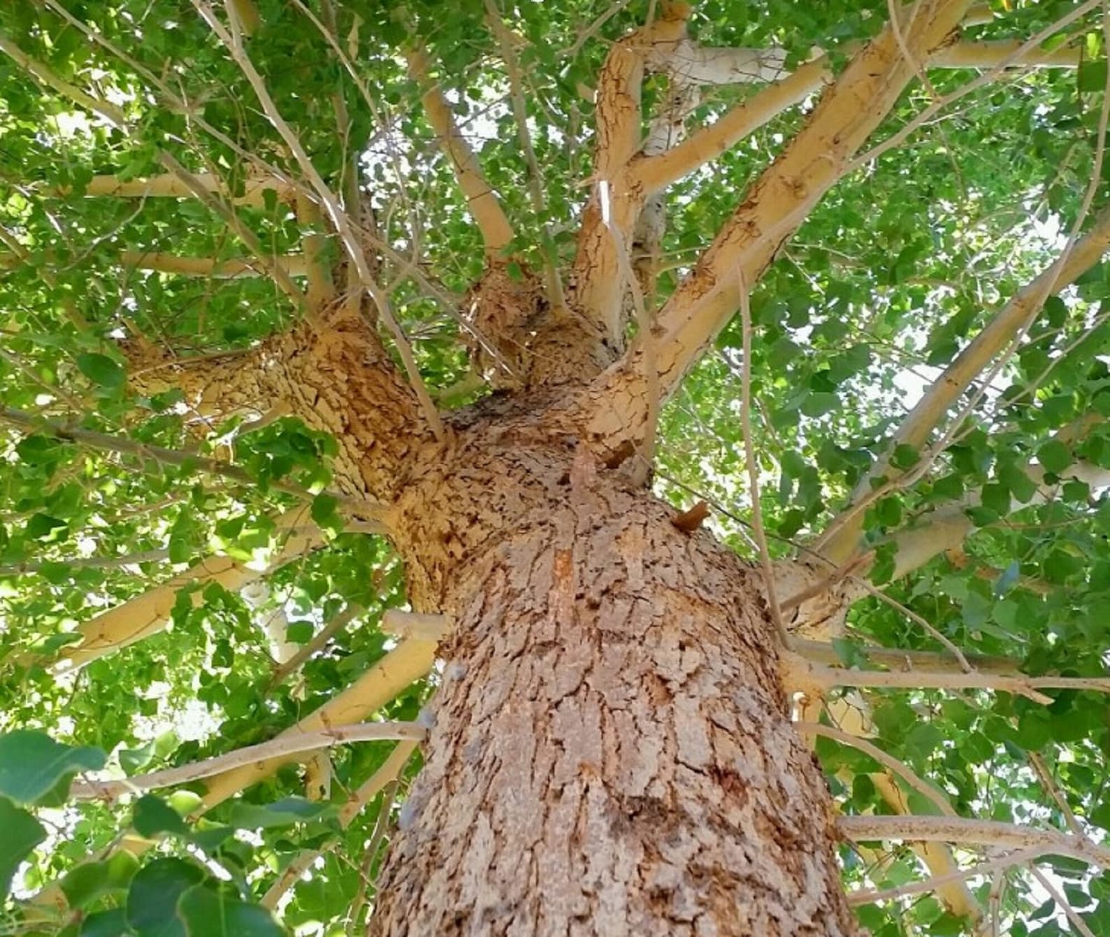 Dalbergia Sissoo Tree Seed Indian Rosewood Shisham Tree | Etsy