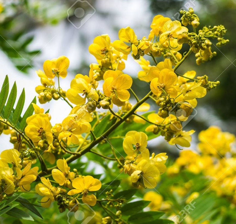 Cassia Siamea Tree Seeds Siamese Senna Kassod Tree Seed - Etsy