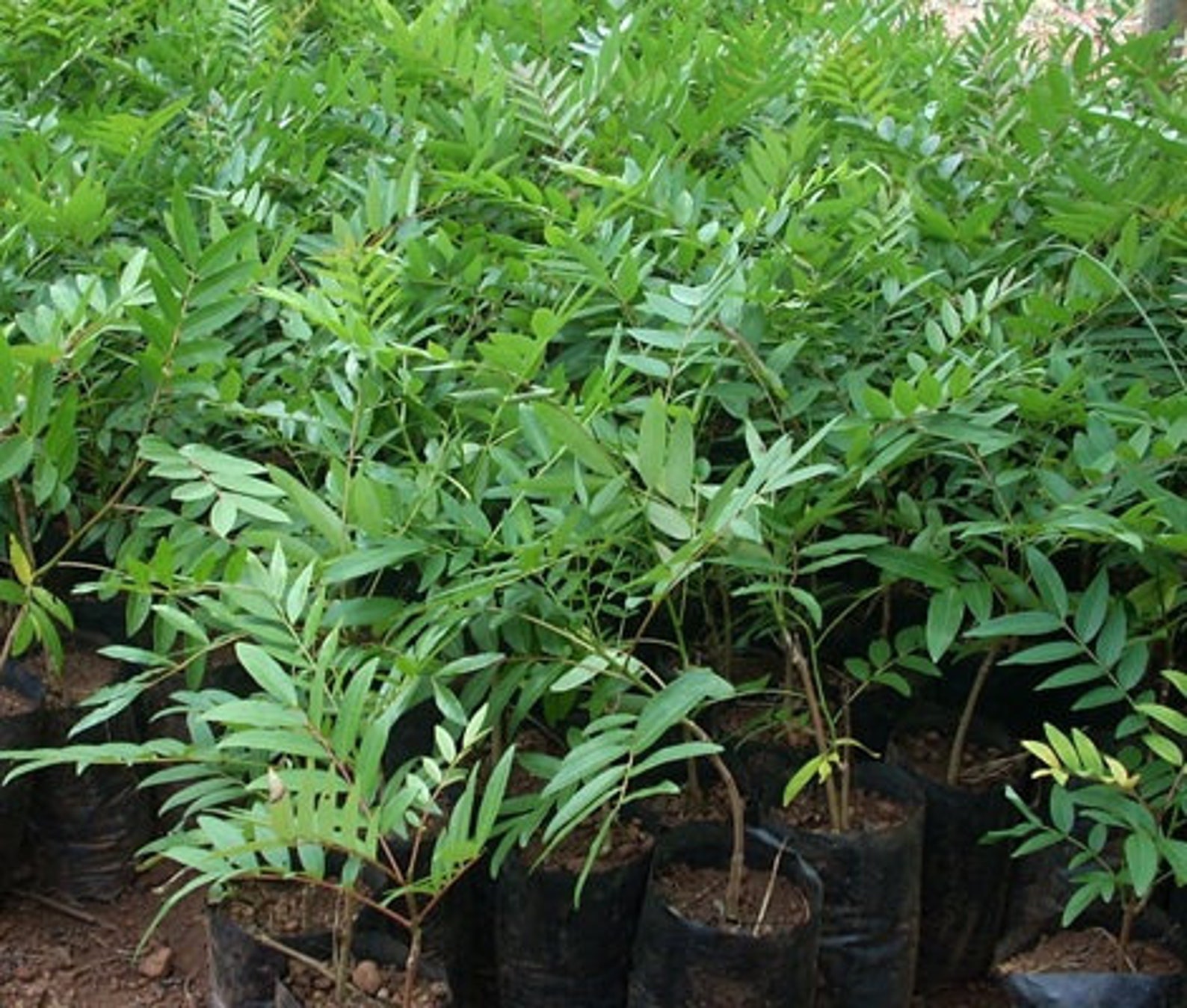 Paradise Tree Plant Simarouba Glauca Lakshmitaru 12 Nos. | Etsy