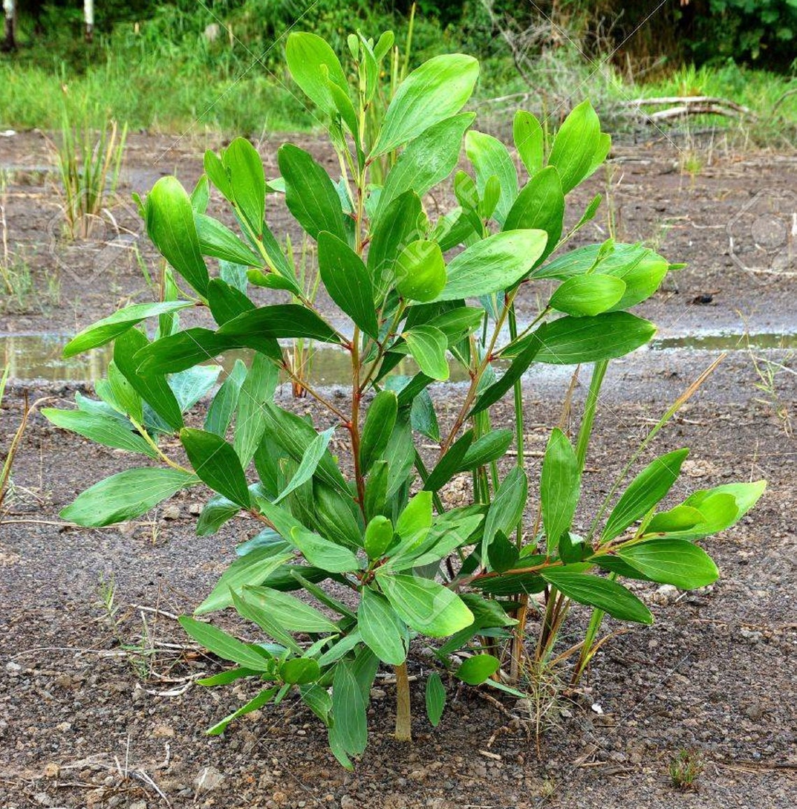 Acacia Mangium Tree Seeds Black Wattle White Teak Seed | Etsy