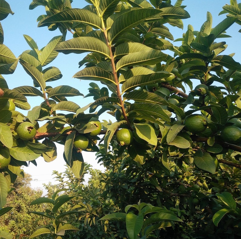 Indian Guava Plant Tree Seeds Psidium Guajava Tropical | Etsy