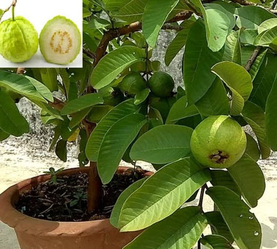 Indian Guava Plant Tree Seeds Psidium Guajava Tropical | Etsy