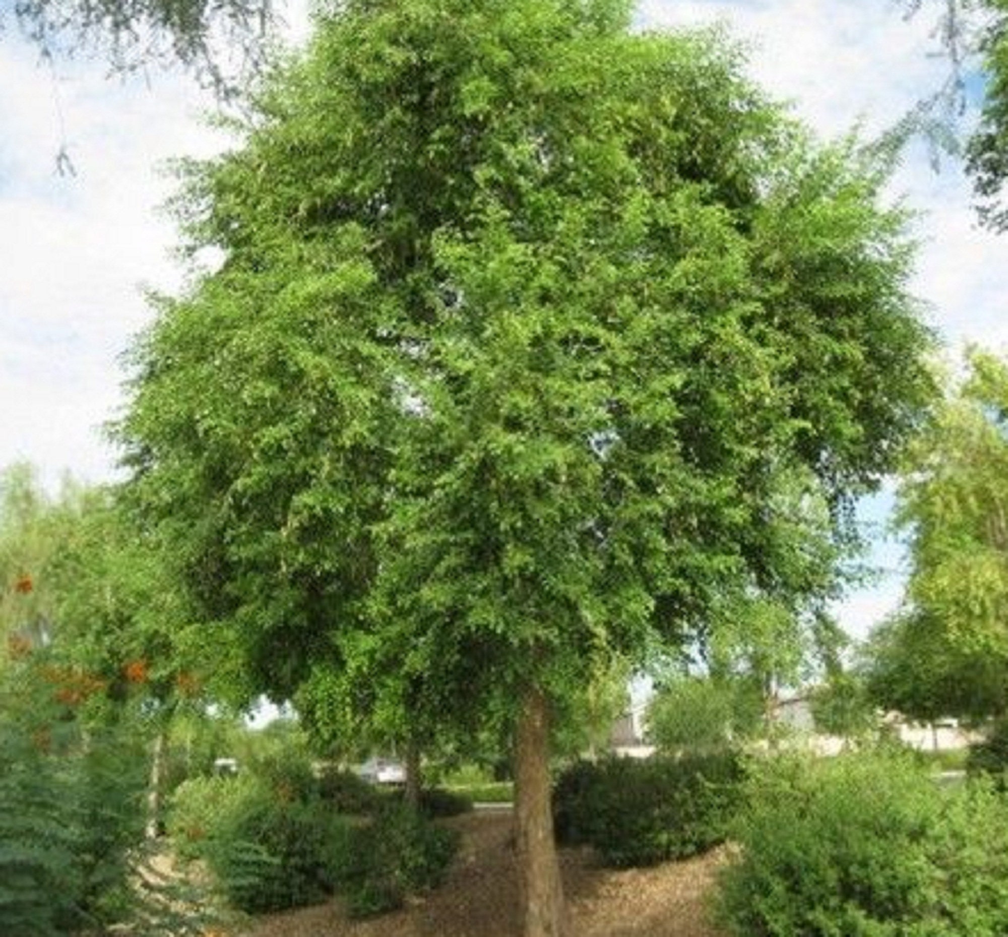 Dalbergia Sissoo Tree Seed Indian Rosewood Shisham Tree - Etsy España