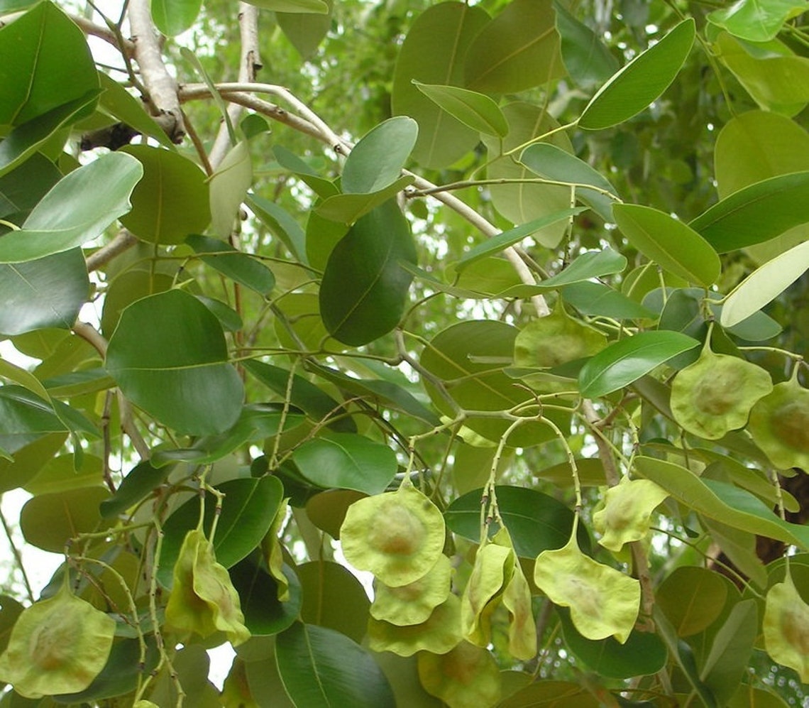 Red Sandalwood Tree Seed Pterocarpus santalinus Red Sandal | Etsy