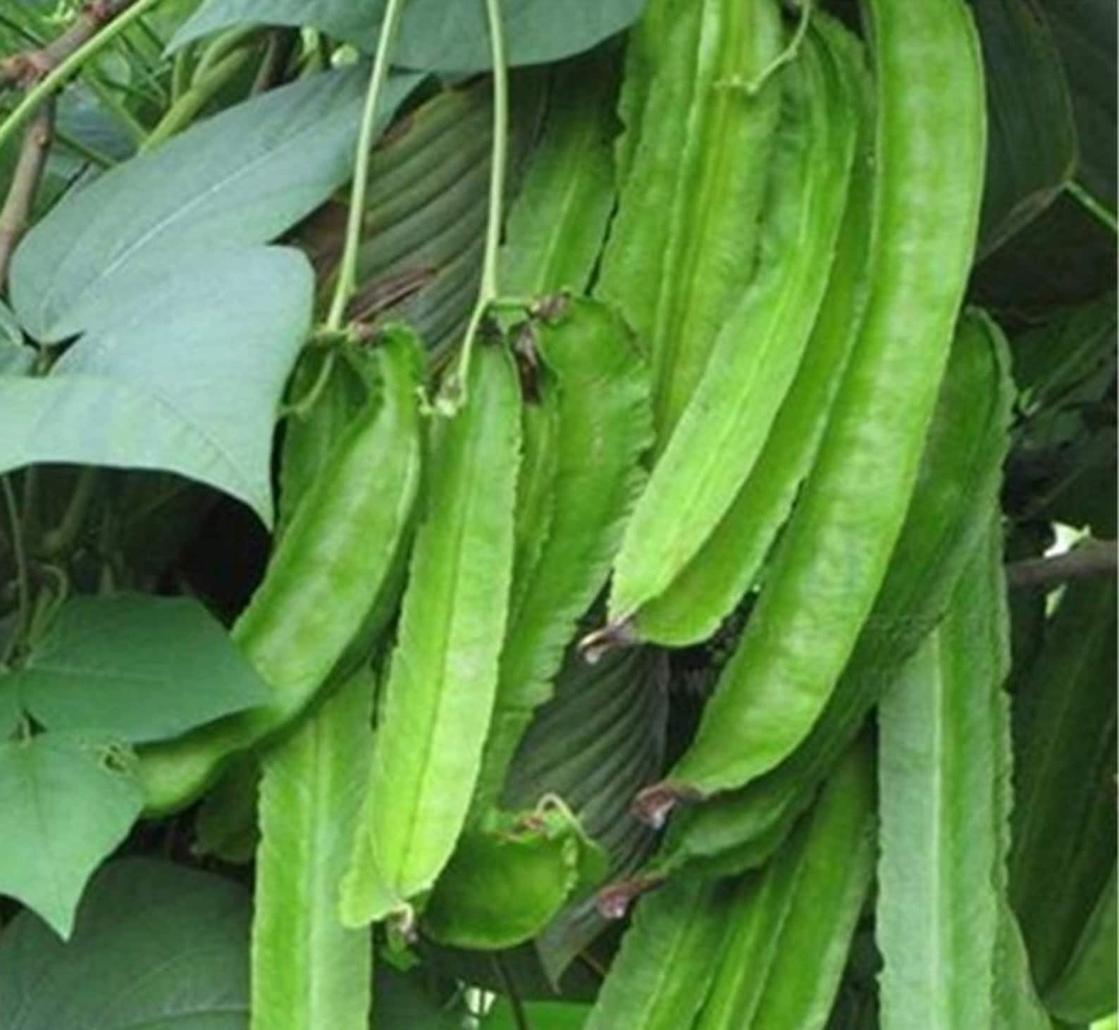 Winged Bean Goa Bean Four Angled Bean Manila Bean | Etsy