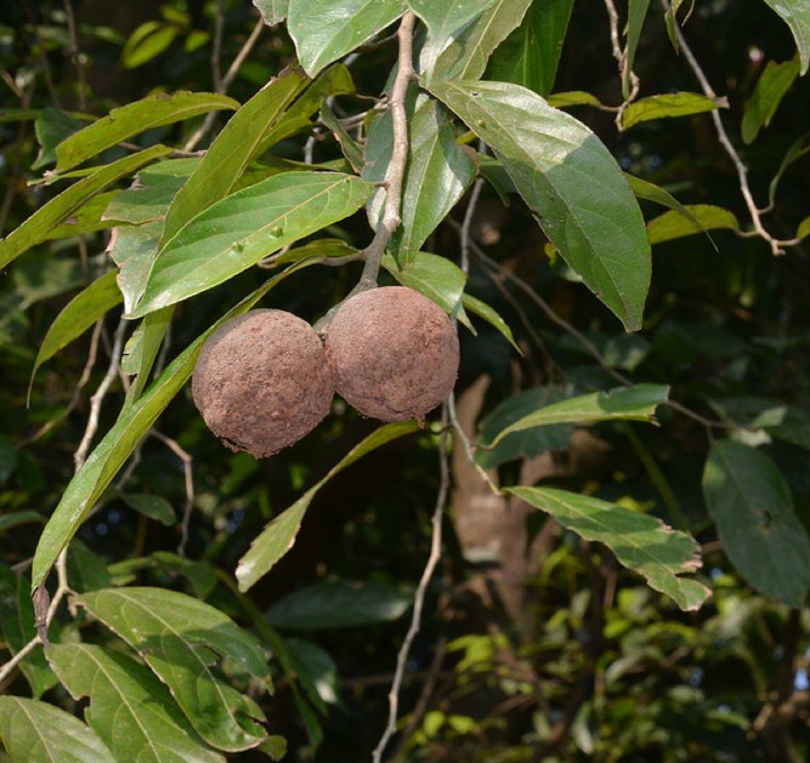 Jangli Almond Hydnocarpus pentandrus Chalmogra Marotti Tree | Etsy
