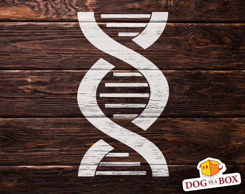 DNA Helix Stencil: Reusable Mylar, Medical & Craft Stencil - Etsy Australia
