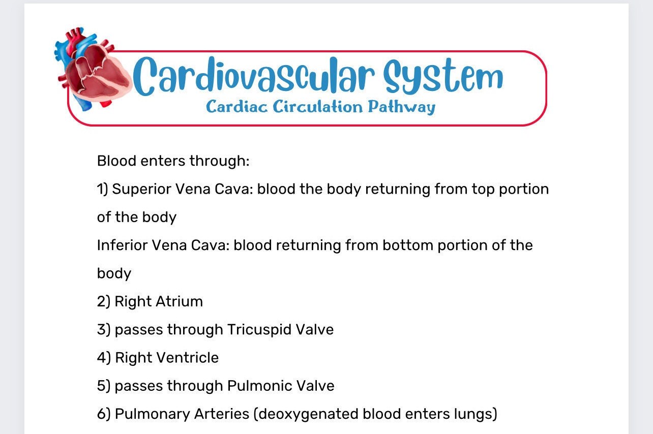 Comprehensive Cardiac Anatomy Printable Set - Etsy
