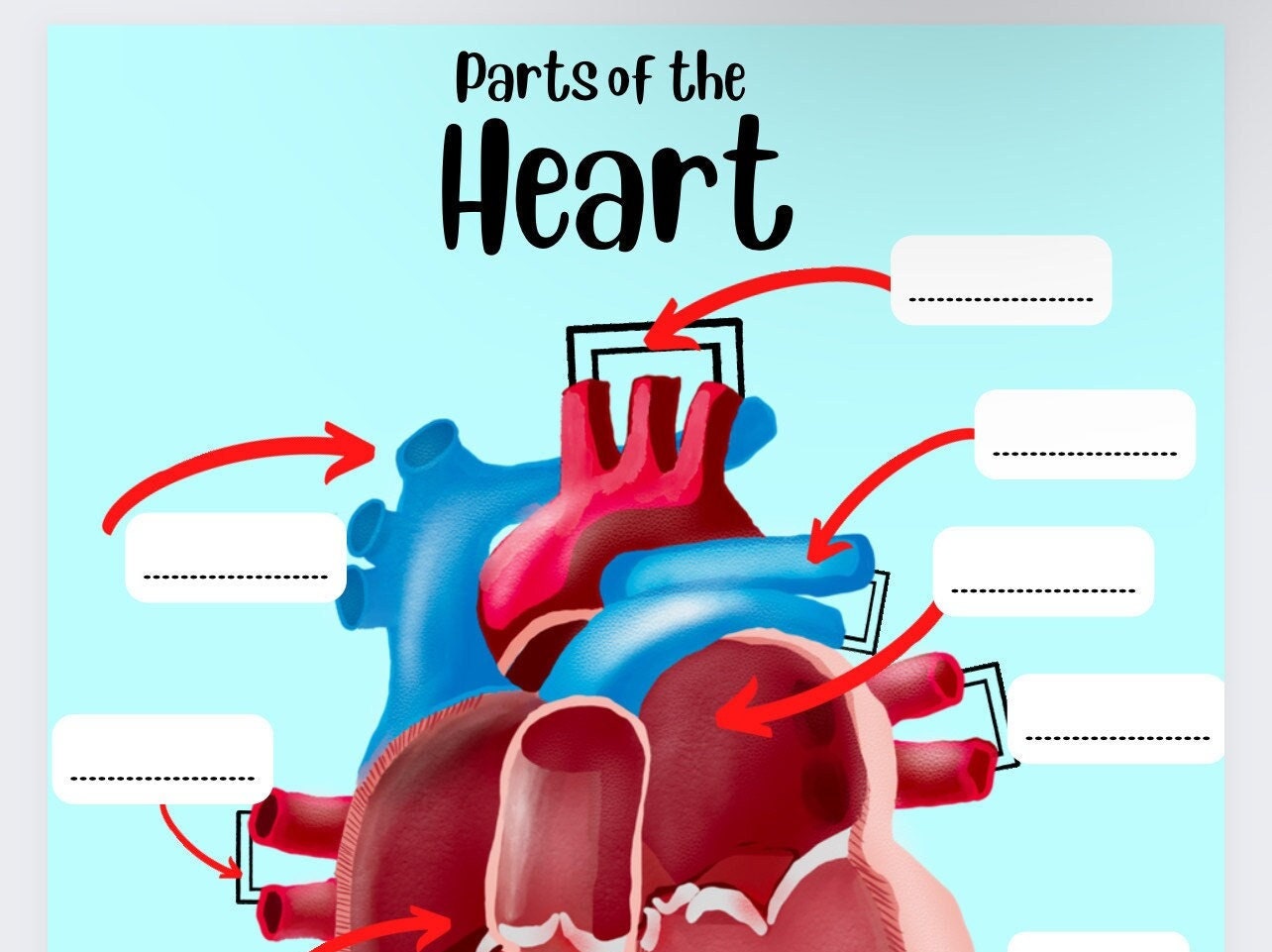 Comprehensive Cardiac Anatomy Printable Set - Etsy