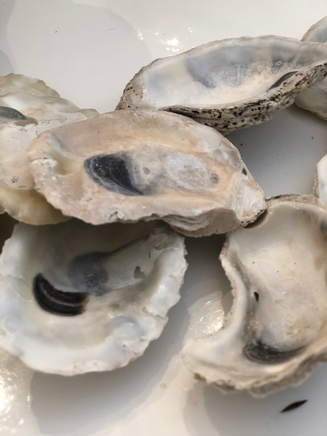 Oyster Shells in Gallon Ziplock Unpainted, Unfinished Oyster Shell Lot ...