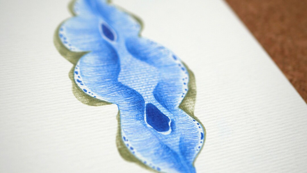 Shell 01 Art Print Limited Edition Vulva - Etsy