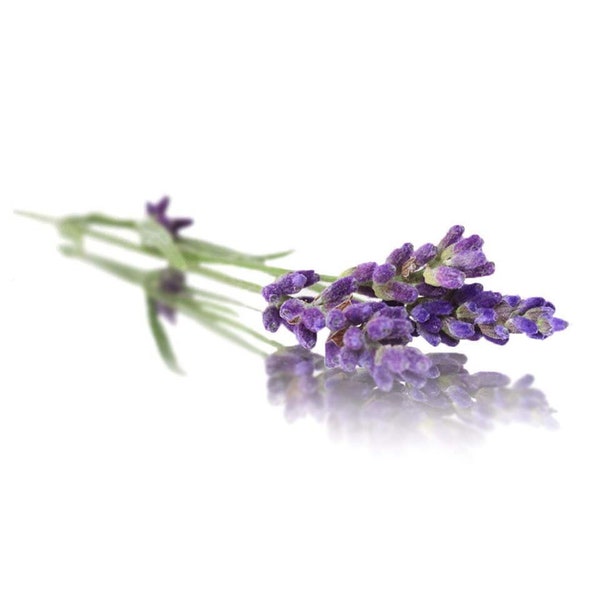 Lavender Sprigs - Etsy