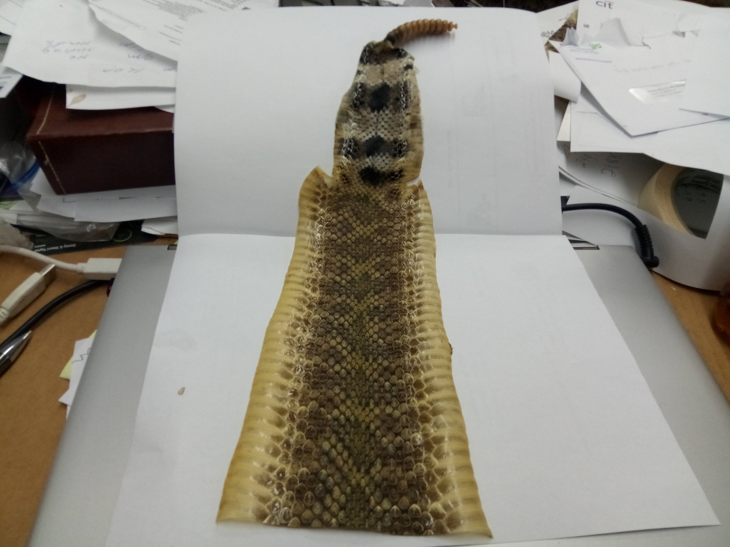 Western Diamondback Rattlesnake Skin End Piece Tail and Rattle - Etsy