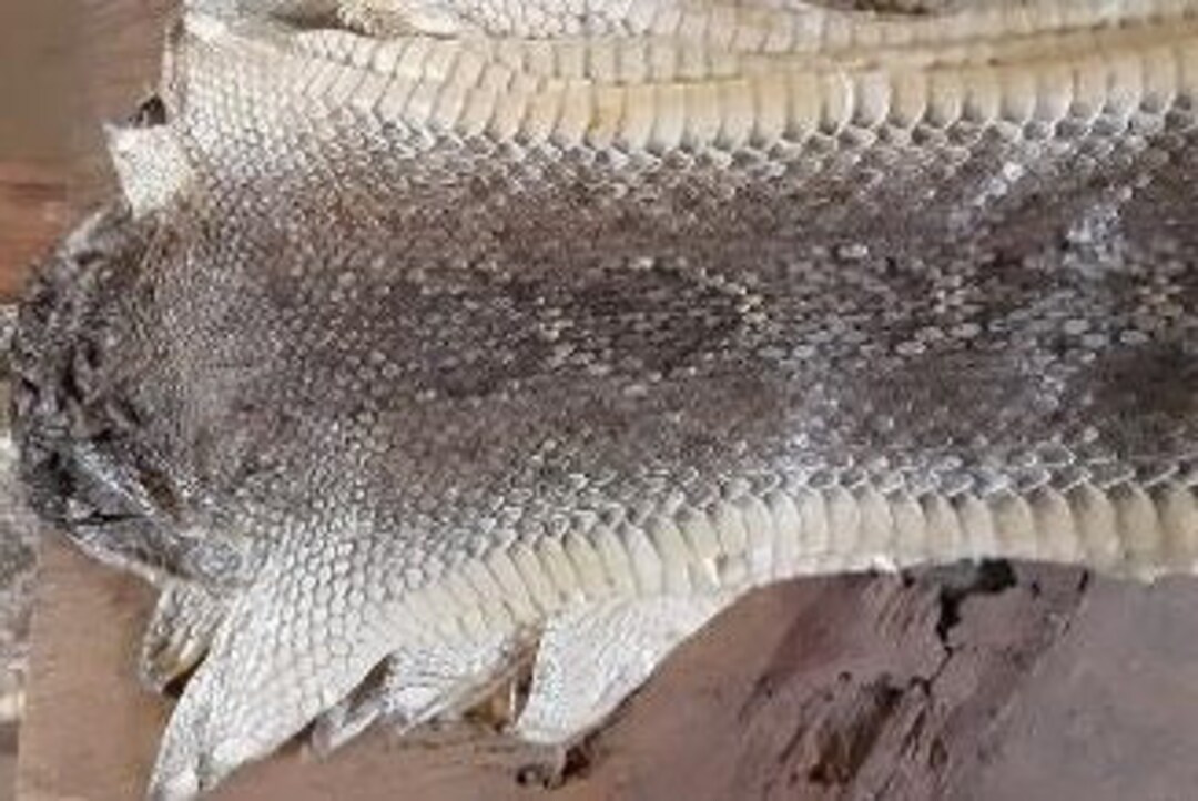 60 Inch Tanned Western Diamondback Rattlesnake Skin With Head - Etsy