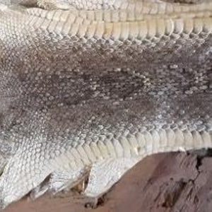 60 Inch Tanned Western Diamondback Rattlesnake Skin With Head - Etsy