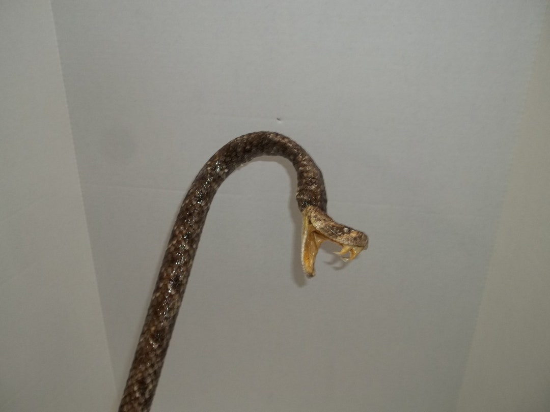 Open Mouth Western Diamondback Rattlesnake Walking Cane - Etsy