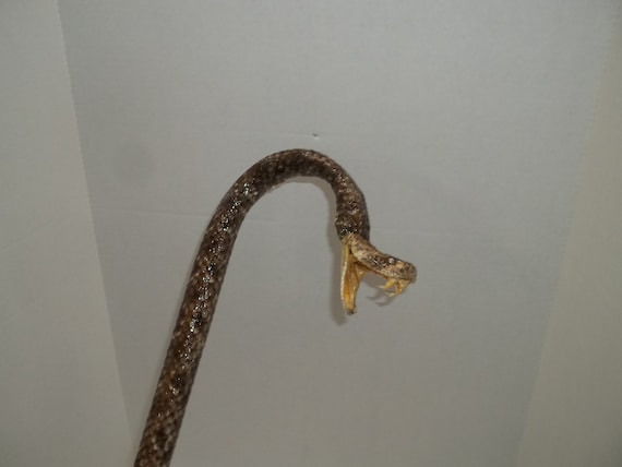Open Mouth Western Diamondback Rattlesnake Walking Cane - Etsy
