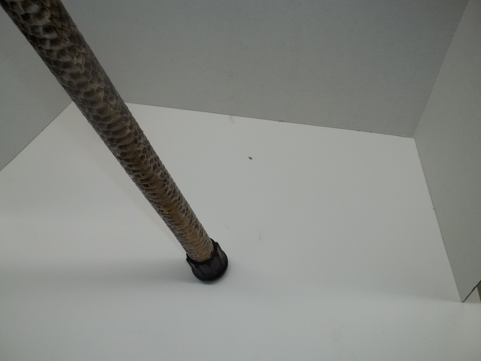 Open Mouth Western Diamondback Rattlesnake Walking Cane - Etsy