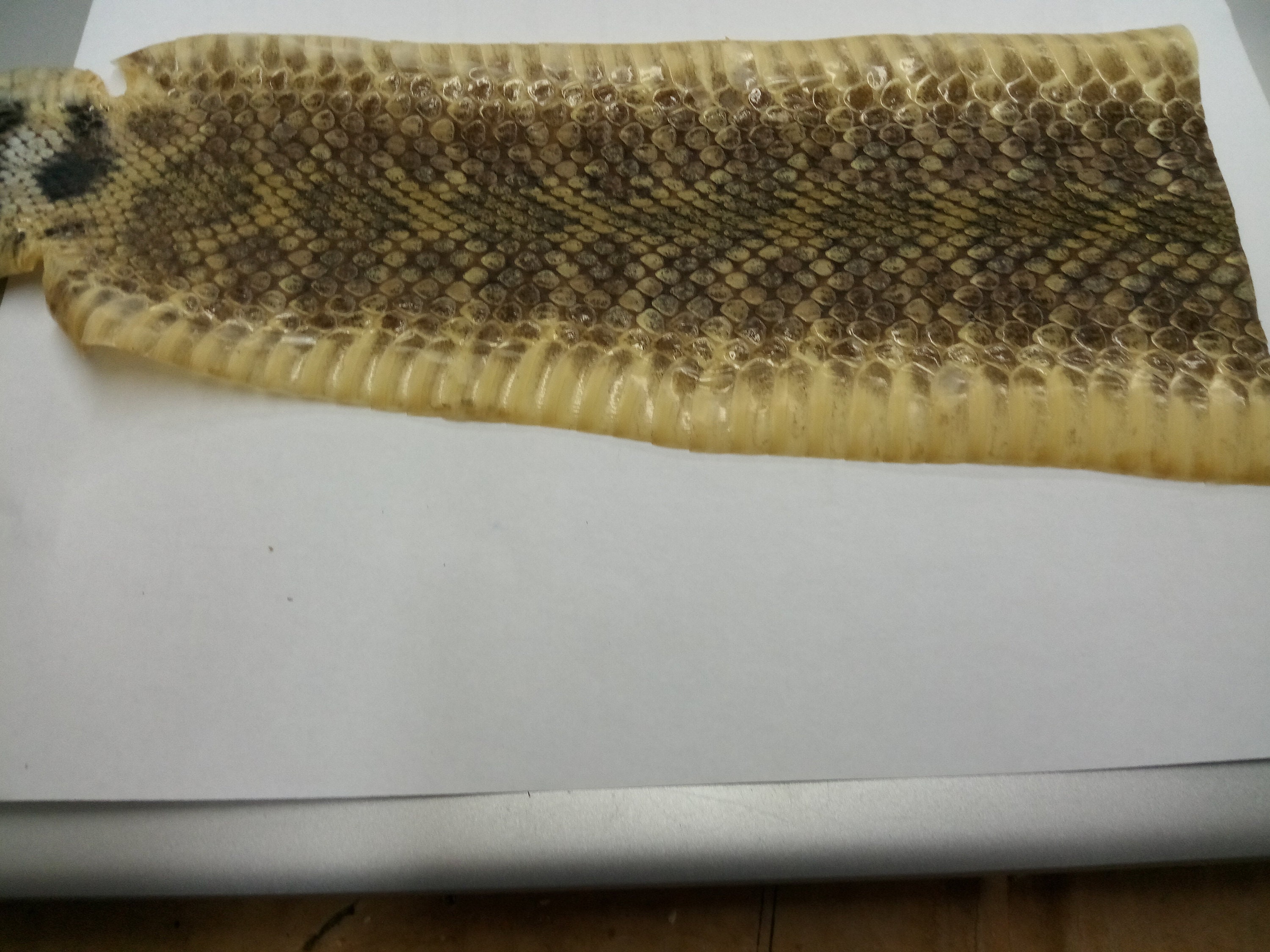 Western Diamondback Rattlesnake Skin End Piece Tail and Rattle - Etsy