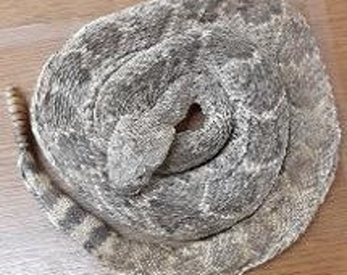 Toad Frog Amphibian Pond Swamp Platinum Silicone Resin Slimy Diorama ...