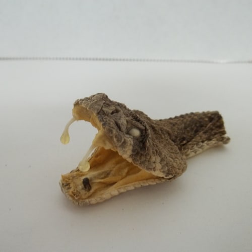 X-large Open Mouth Western Diamondback Rattlesnake Keychain - Etsy