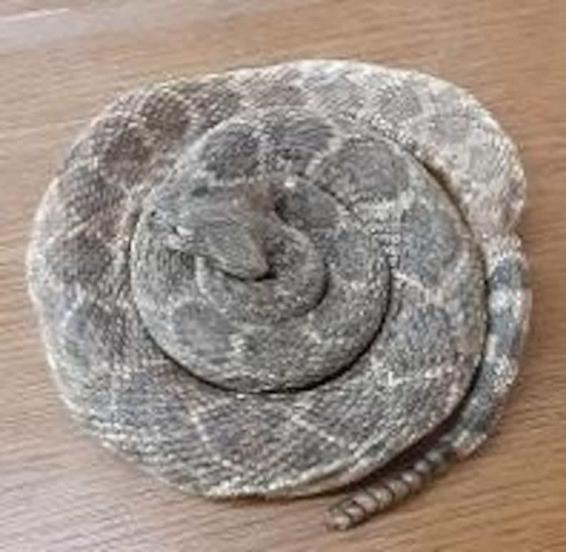 Extra Small Low Coiled Closed Mouth Western Diamondback Rattlesnake - Etsy
