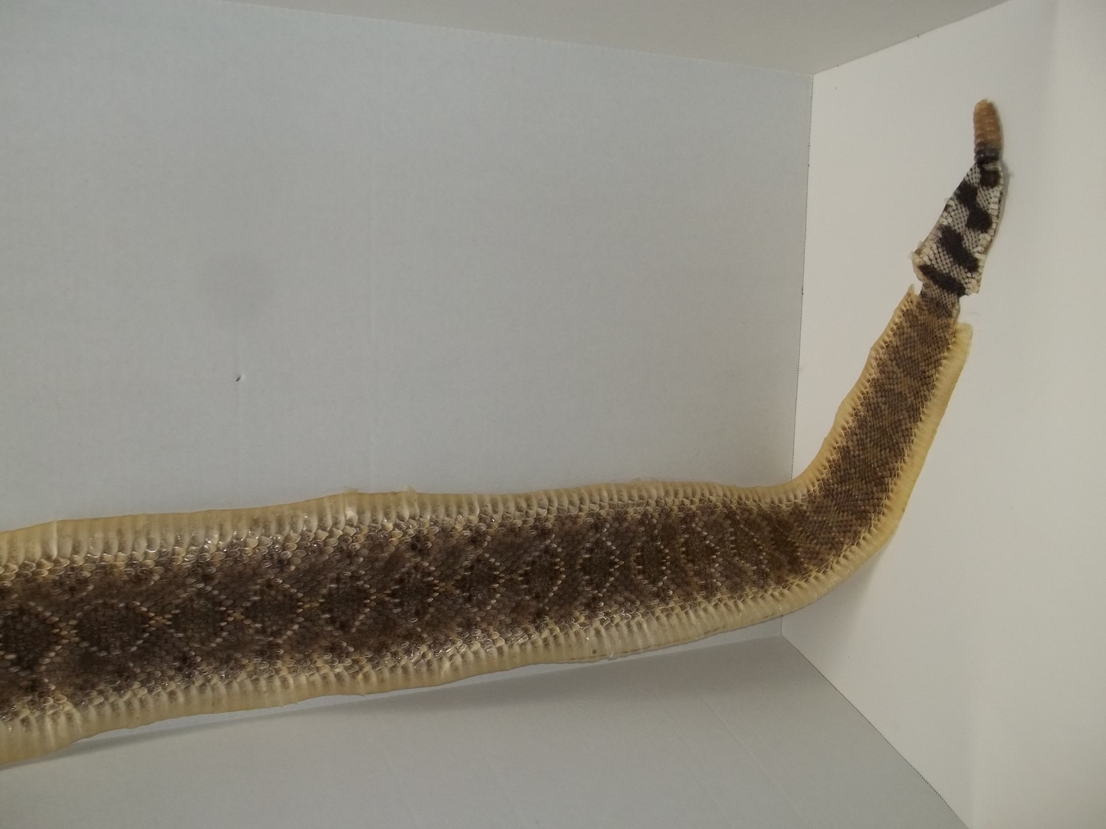 60 Inch Tanned Western Diamondback Rattlesnake Skin With Head - Etsy