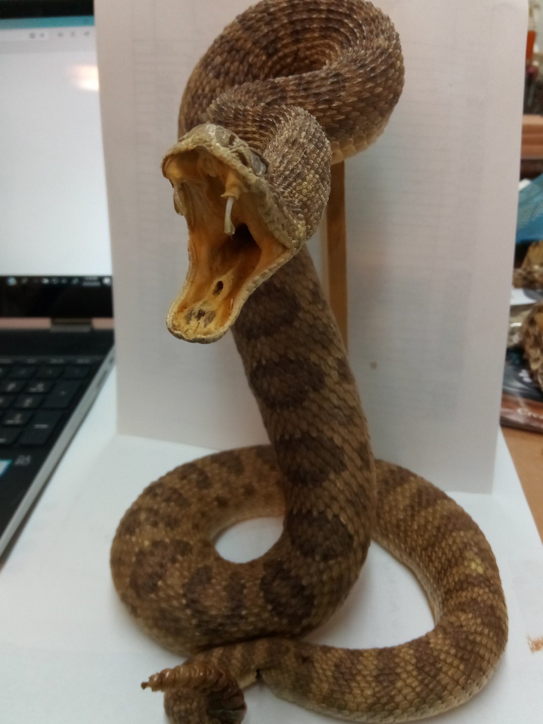 Eastern Diamondback Rattlesnake Striking