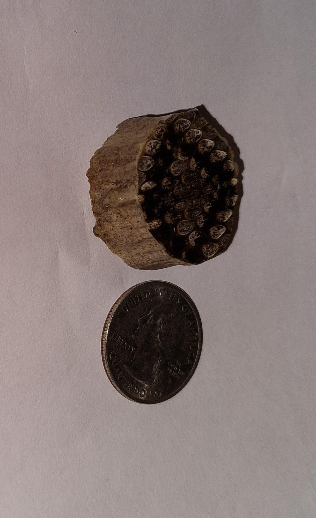 Western Diamondback Rattlesnake and Antler Refrigerator Magnet - Etsy