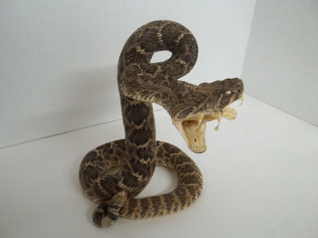 39" Two Head Western Diamondback Rattlesnake - Etsy