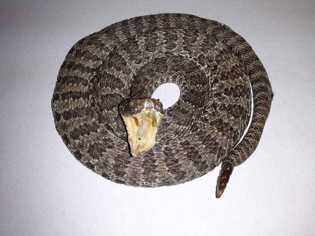 Small Low Coiled Prairie Rattlesnake - Etsy