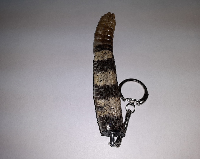 BIG Rattlesnake Rattles Western Diamondback Rattlesnake - Etsy