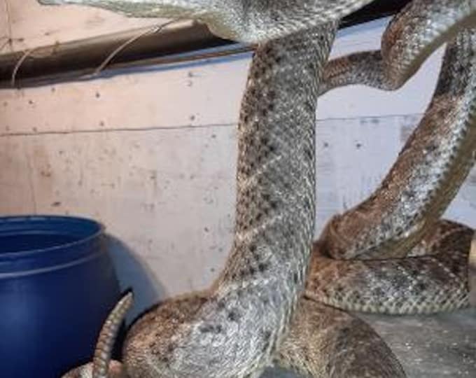 50" Western Diamondback Rattlesnake - Etsy