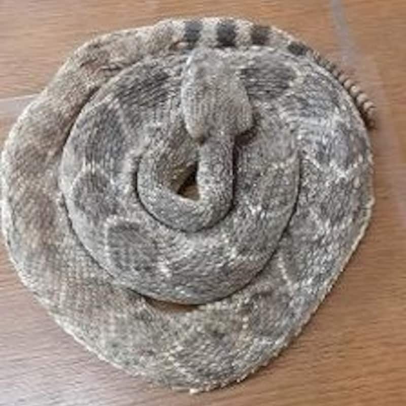 Rattlesnake Skins Hides - Etsy