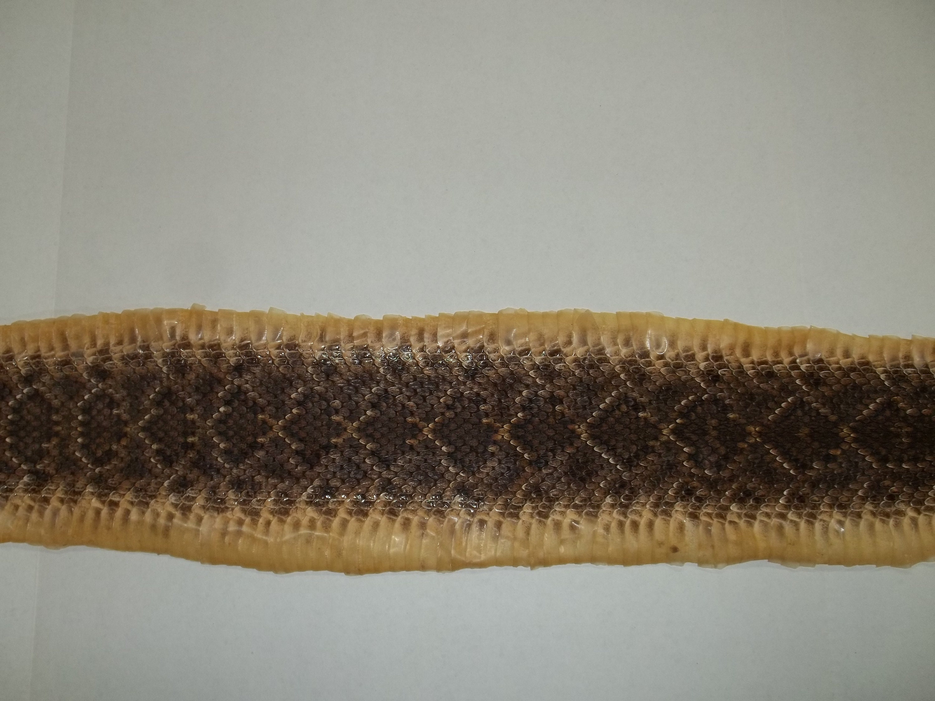 60 Inch Tanned Western Diamondback Rattlesnake Skin With Head - Etsy