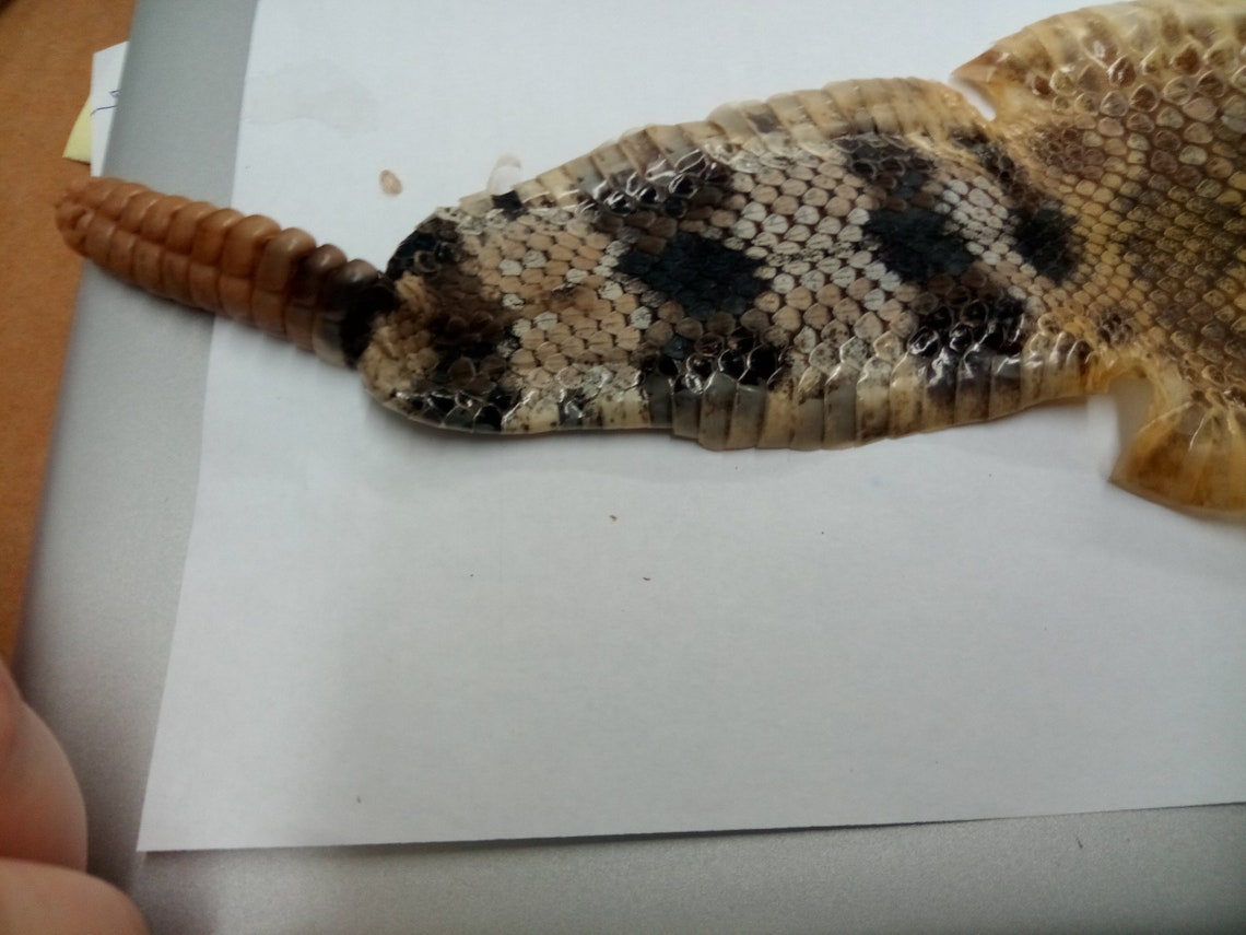 Western Diamondback Rattlesnake Skin End Piece Tail and Rattle - Etsy
