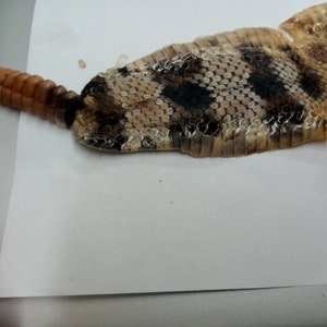 Western Diamondback Rattlesnake Skin End Piece Tail and Rattle - Etsy