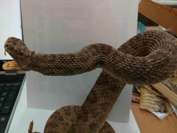 Rattlesnake Strike Position